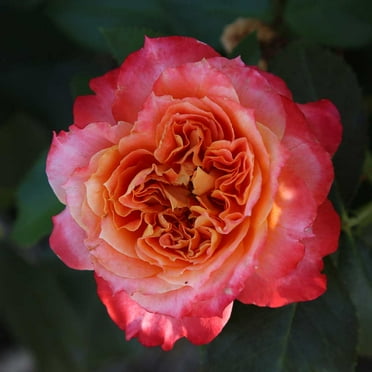 Heirloom Roses Fragrant Rose Bush - Enchanted Peace Rose Plant ...