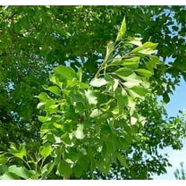 30 Arizona Ash Tree Seeds for Planting - Fraxinus Velutina - Walmart.com