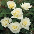 Heirloom Roses White Rose Bush - White Licorice™ Floribunda Rose Plants ...
