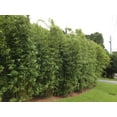 Golden Goddess Hedge Bamboo Plant - 1 Live Plant - Bambusa Multiplex ...