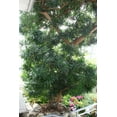 Podocarpus Macrophyllus I 3 Large Gallon Size Plants I Japanese Yew I Live Evergreen Yew Pine ...
