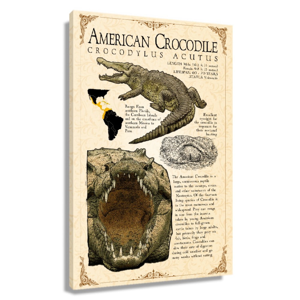 Crocodile Wall Art Knowledge Poster Educational Wall Art Vintage Prints ...