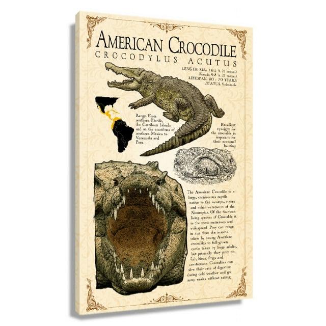 Crocodile Wall Art Knowledge Poster Educational Wall Art Vintage Prints ...