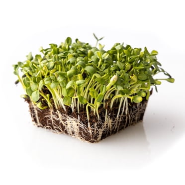 Whole Sunflower Sprouting Seeds: 5 Lb - Black Oil Sun Flower Seeds ...
