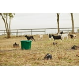 Farm Innovators HT-200 16 Gallon Plastic Heated Livestock Pet Farm ...