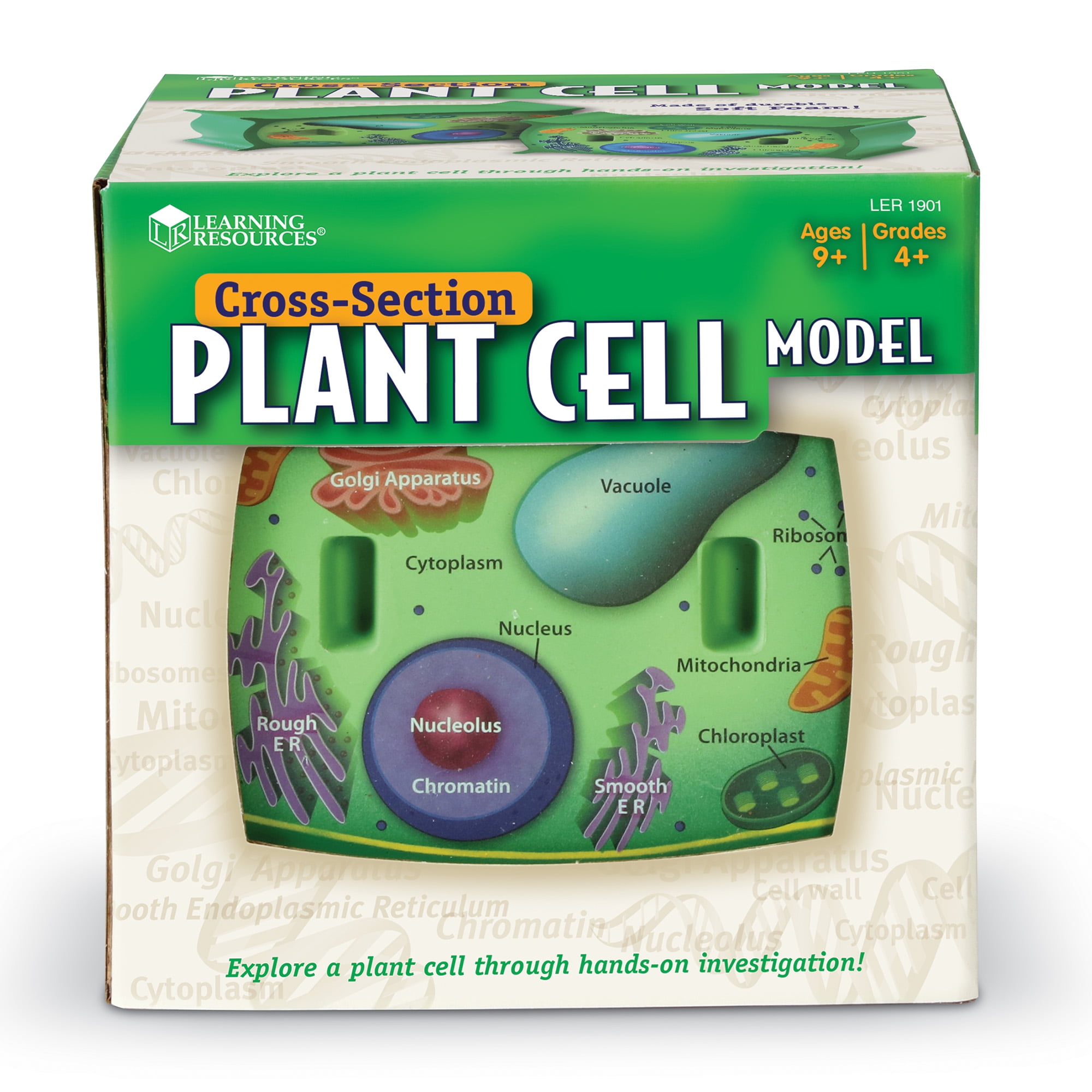Plant Cell Structure Project