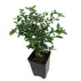 Double White Serissa Tree - 2.5" Pot - House Plant, Fairy Garden Plant ...