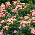 3 gal Live Shrub Drift Rose Peach Condition with Full Sunlight ...