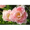 10 Weber's Pink Parrot Tulip Bulbs for Planting - Easy to Grow - Walmart.com