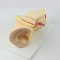 Sinyiin Life Size Human Inner Ear Anatomy Model Anatomical Ear ...
