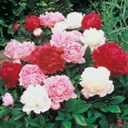 Birch's Double Flowering Geranium Dormant Bare Root Perennial Plants, 3 ...