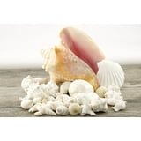 White Decorative Sea Shell Mix with Conch Shell | 6 - 8" Conch with 1 ...