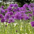 Van Zyverden Allium Purple Sensation Set of 5 Bulbs Purple Partial Sun ...