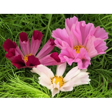 200 COSMOS SEASHELLS Cosmos Bipinnatus Sea Shells Flower Seeds ...