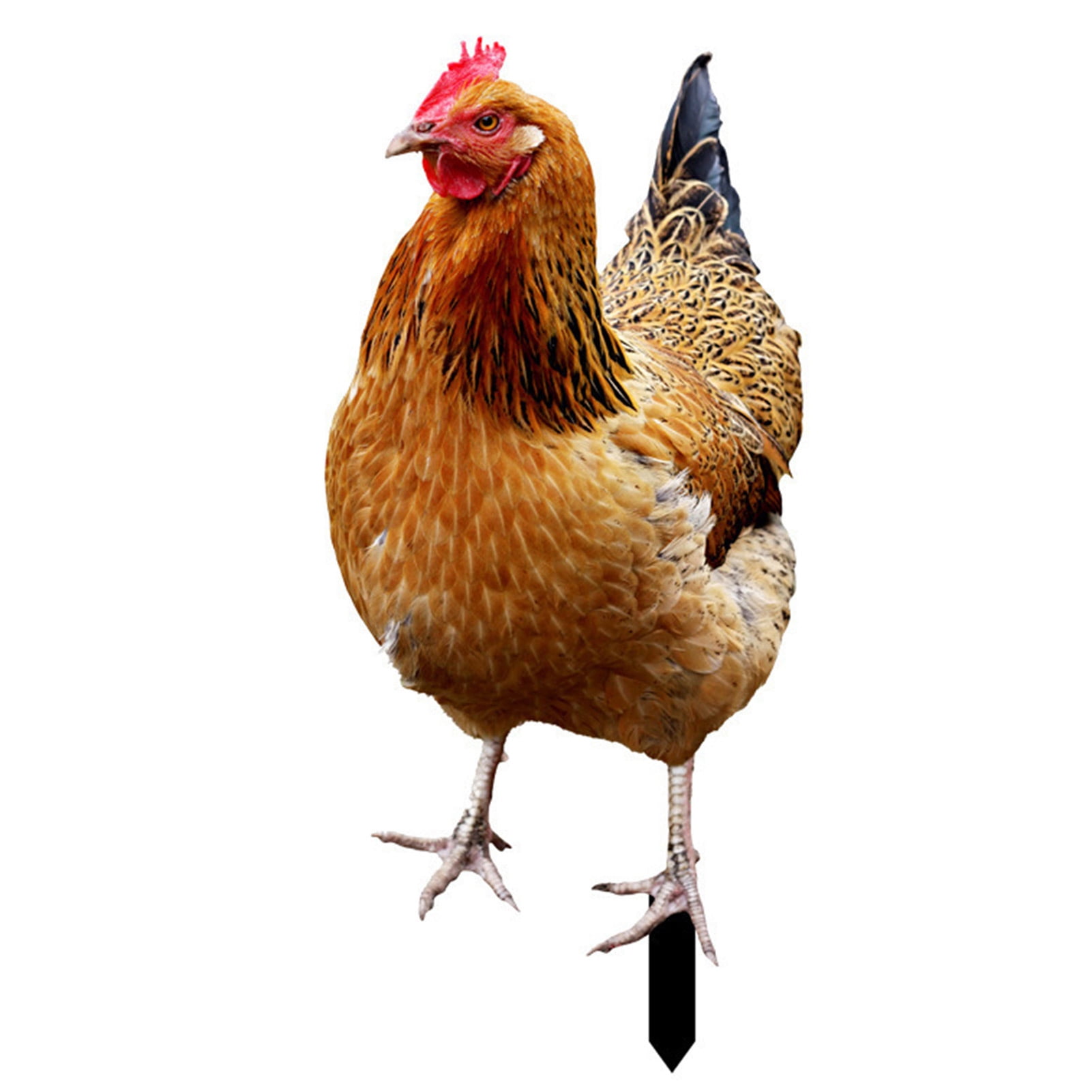 Rooster Decor Realistic Life-like Ornamental Double-sided Printing ...