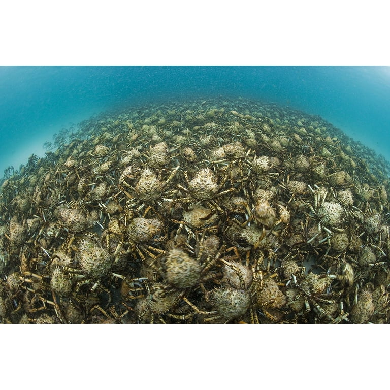 Disney Nature Oceans Dvd