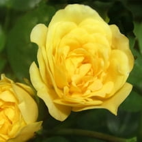 Heirloom Roses - Live Edith's Darling™ Shrub Rose Plant - Delivered ...