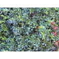 20 TRUE MYRTLE Myrtus Communis aka Common & Sweet Myrtle Fragrant White ...