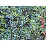 20 TRUE MYRTLE Myrtus Communis aka Common & Sweet Myrtle Fragrant White ...