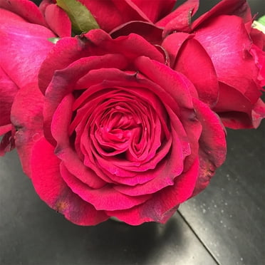 Fragrant Stiletto‚Ñ¢ Rose Bushes by Heirloom Roses - Live Hybrid Tea ...