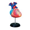 4D Human Heart Anatomy Model Science Kit - Walmart.com