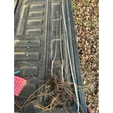 2 Honeycrisp Apple Trees Bareroot 2-3 feet tall--Aromatic, Juicy Fruit ...