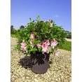 1 Gal. George Tabor Azalea Shrub - Attracts Butterflies - Showy Flowers ...