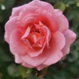 Free Shipping! Heirloom Roses - Meant To Be™ Hybrid Tea Rose Plant ...