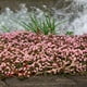 Polygonum Capitatum Seed - Pink Knotweed Ground Cover Seeds - 2000 ...
