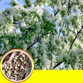 35 Chinese Fringe Tree Chionanthus reRtusus Plant Seeds, Fragrant ... 35 Chinese Fringe Tree Chionanthus reRtusus Plant Seeds, Fragrant ...