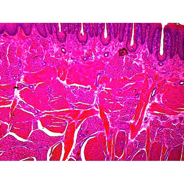 Foliate Papillae (Taste Buds), Mammalian; Section by Go Science Crazy ...