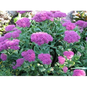 Powderpuff Sedum - Stonecrop - Quart Pot - Walmart.com