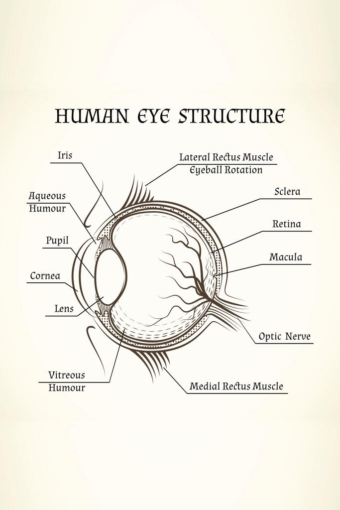 Structure Of The Human Eye Anatomy Chart Thick Paper Sign Print Picture ...