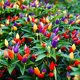 5 Color Pepper Plant Seeds for Planting | 50+ Seeds | Exotic Garden ...