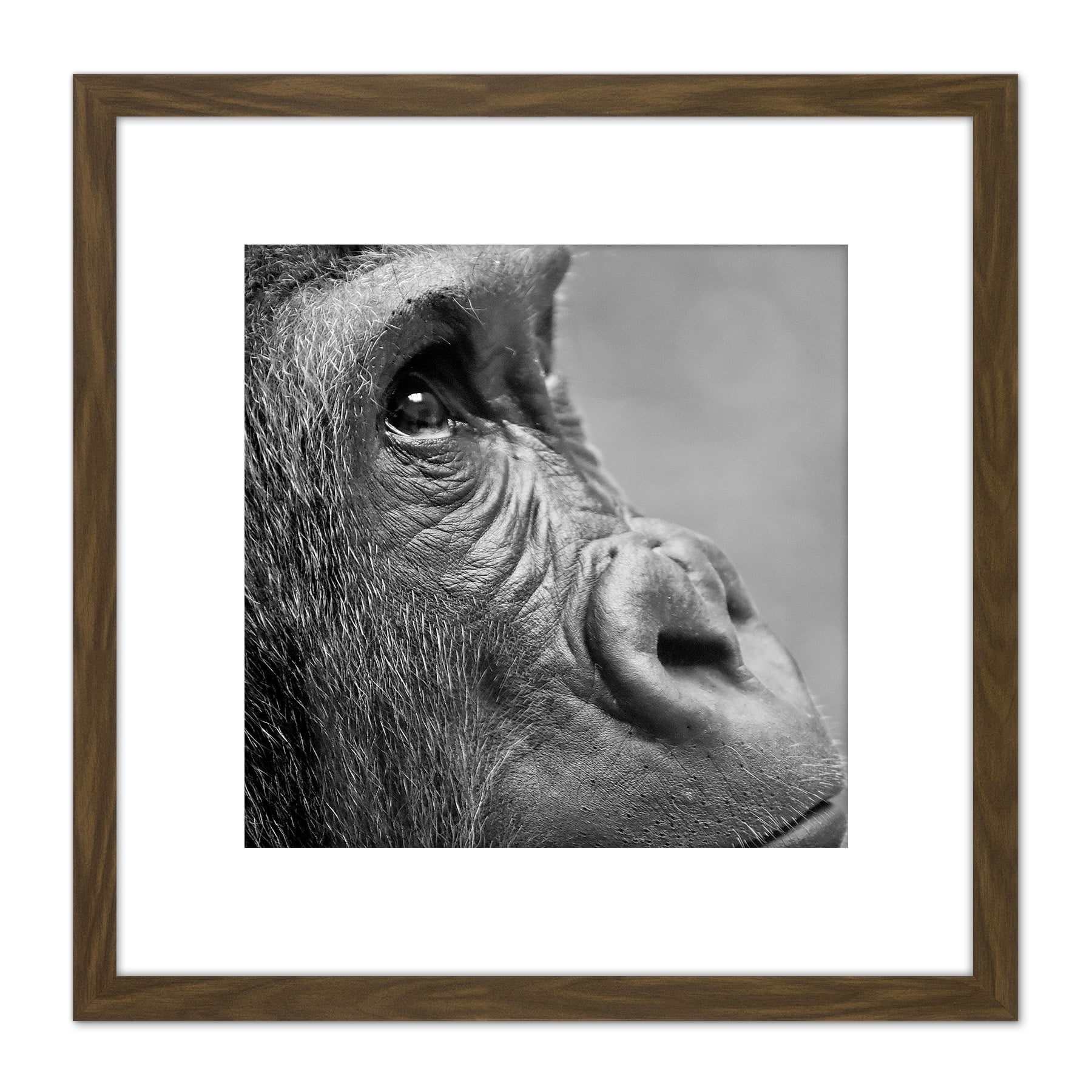 Gorilla Ape Face Head Photo 8X8 Inch Square Wooden Framed Wall Art ...
