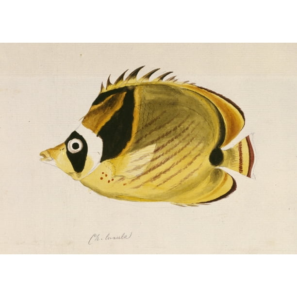 Chaetodon Lunula, Raccoon Butterflyfish Poster Print By Mary Evans ...