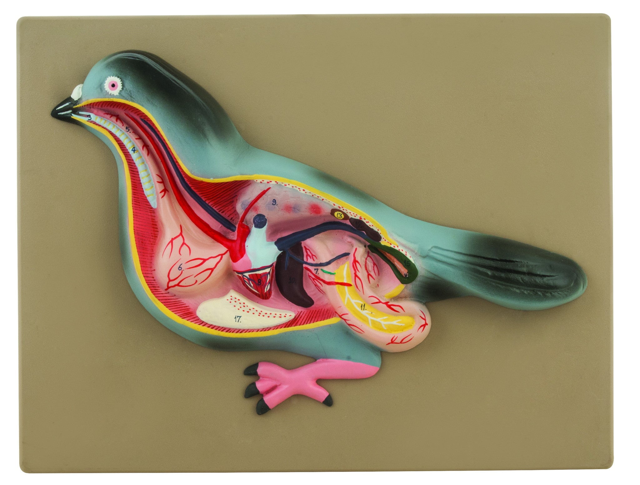 Pigeon Dissection Model - Life Size - Hand Painted - Designed by ...