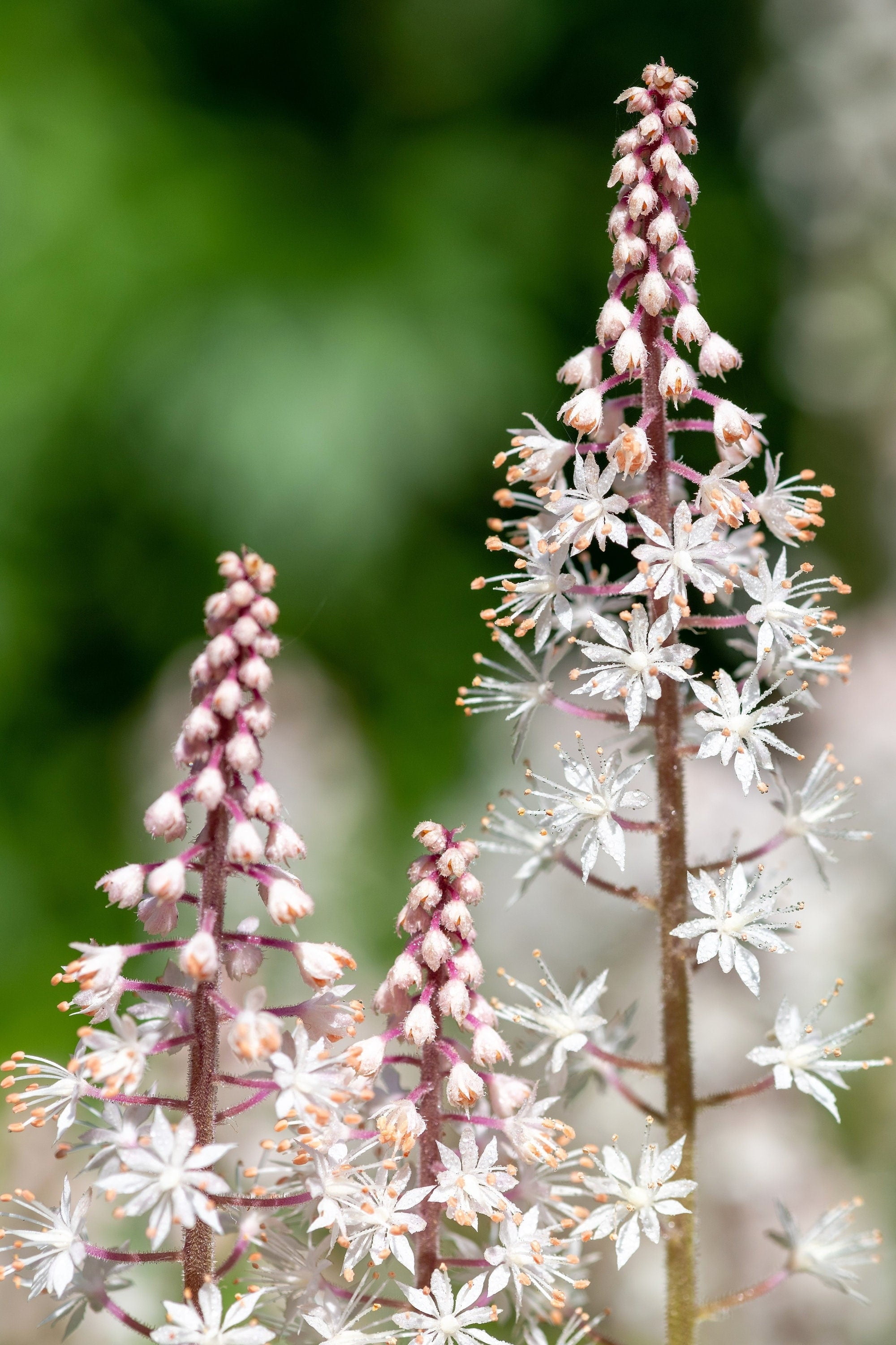 20 FILIGRAN FOAMFLOWER White & Pink Tiarella Polyphylla Laceflower ...