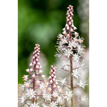 20 SUGAR SCOOP FOAMFLOWER White Tiarella Trifoliata Laceflower Flower ...