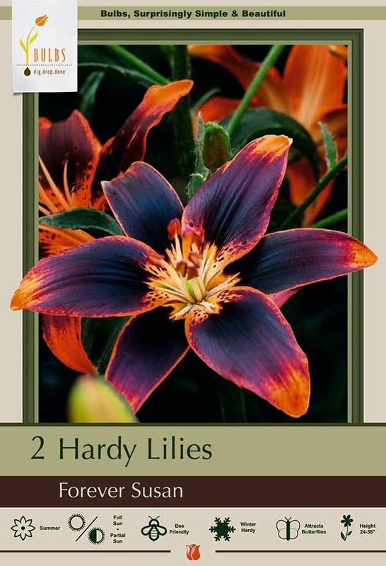 Forever Susan Asiatic Lily 2 Bulbs 14/16 cm - Orange & Plum - Walmart ...