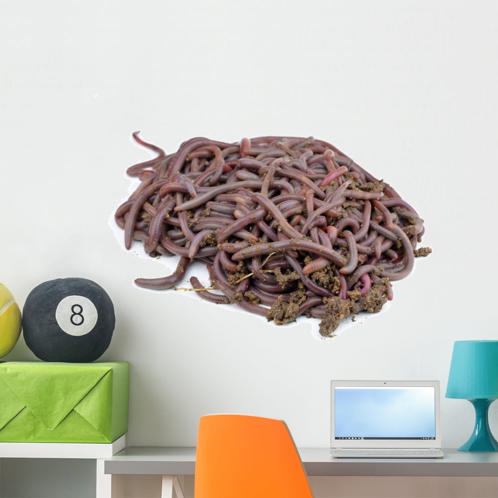 Canadian Nightcrawlers Fishing Worms Wall Mural by Wallmonkeys Peel and ...