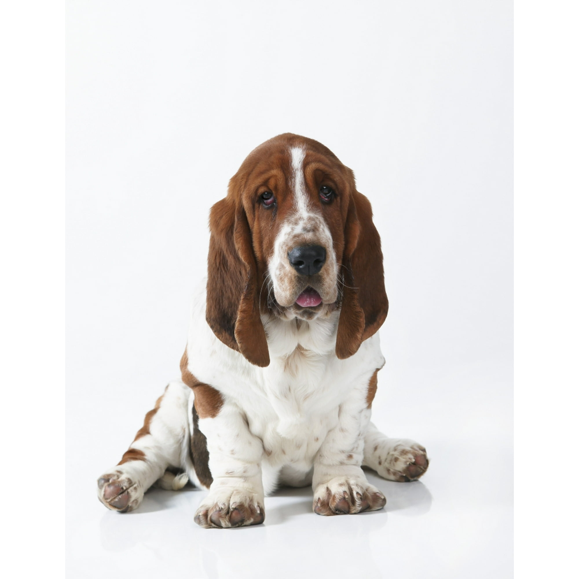 Does The Artois Hound Attack Humans