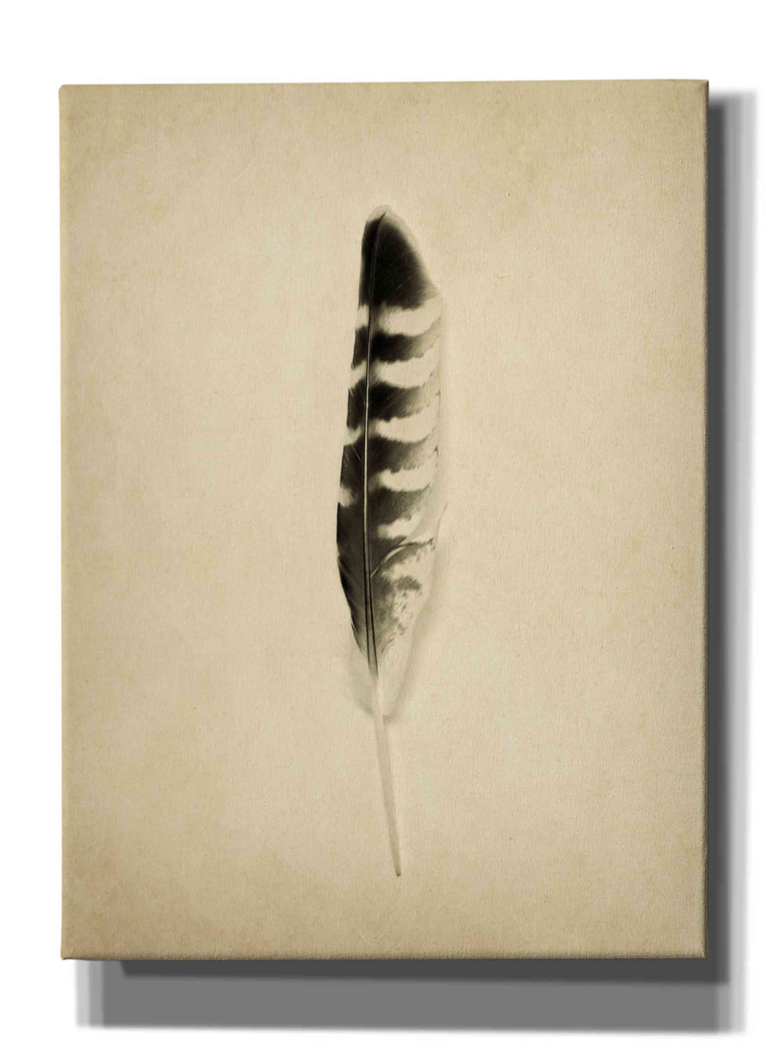 Epic Graffiti 'Feather IV Vintage' by Debra Van Swearingen, Canvas Wall ...