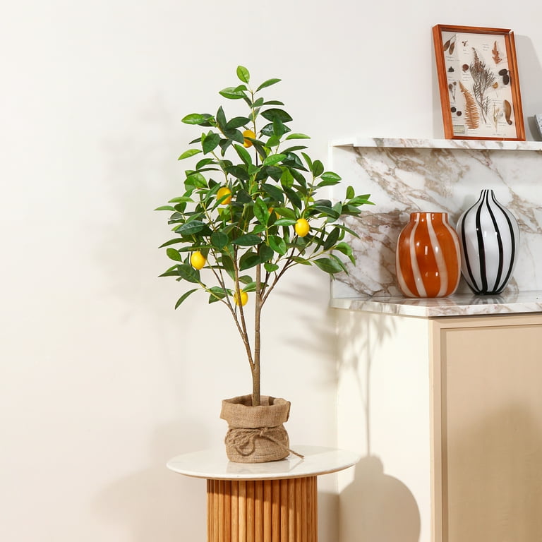Indoor Lemon Tree