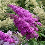 National Plant Network 3 gal. Buddleia Royal Razz Live Shrub Full ...