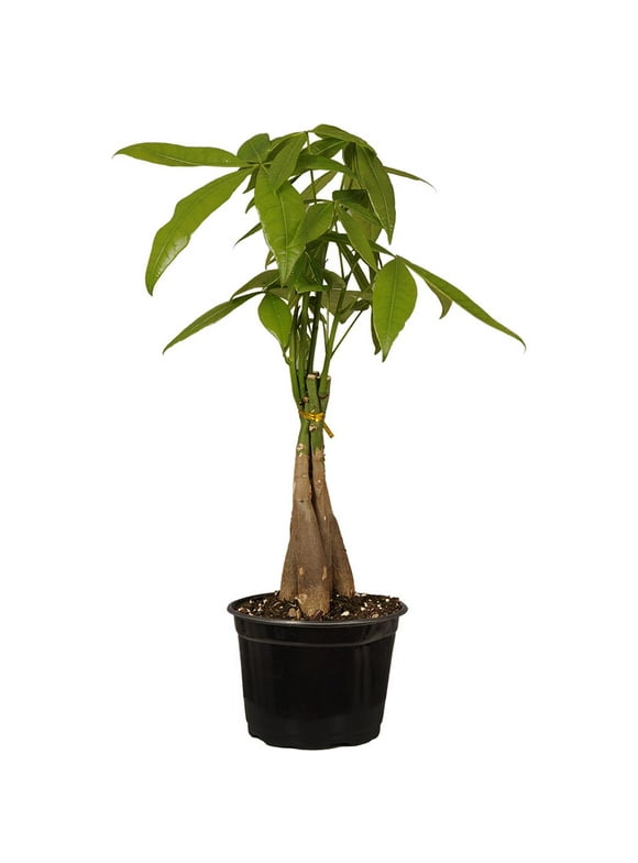 Money Tree Plants in Indoor Plants - Walmart.com