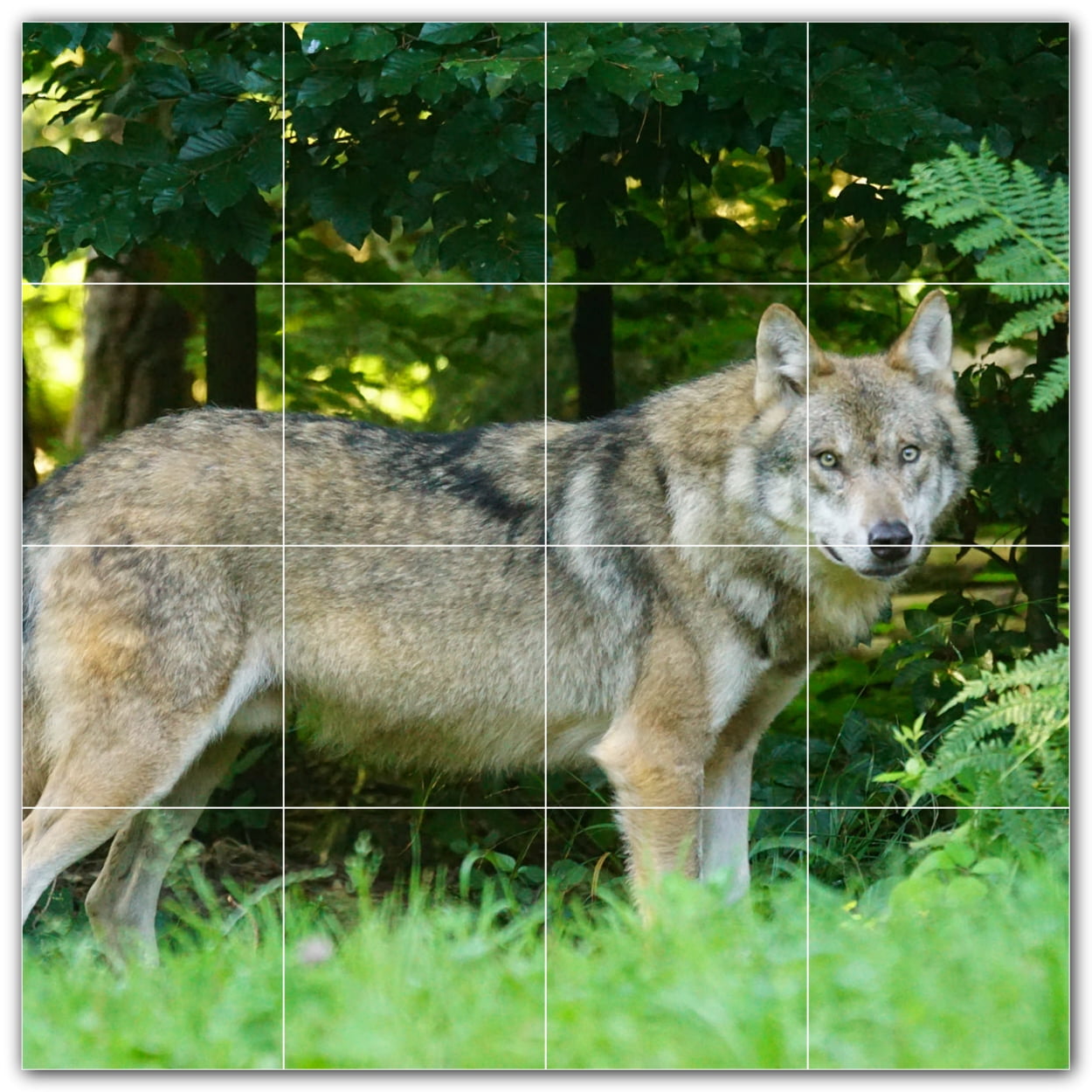 Picture-Tiles.com: Wolf Ceramic Tile Wall Mural WAL501240-44L. 32"W x ...