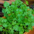 Cilantro Seeds - Coriandrum Sativum Santo Herb Seed - 1 LB - Walmart.com