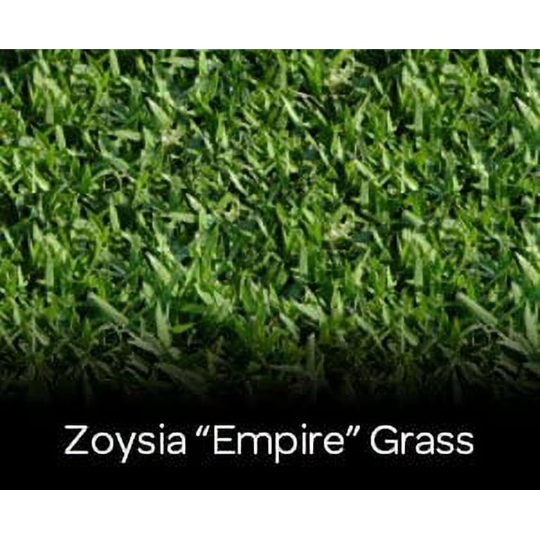 Zoysia Tenuifolia Seeds