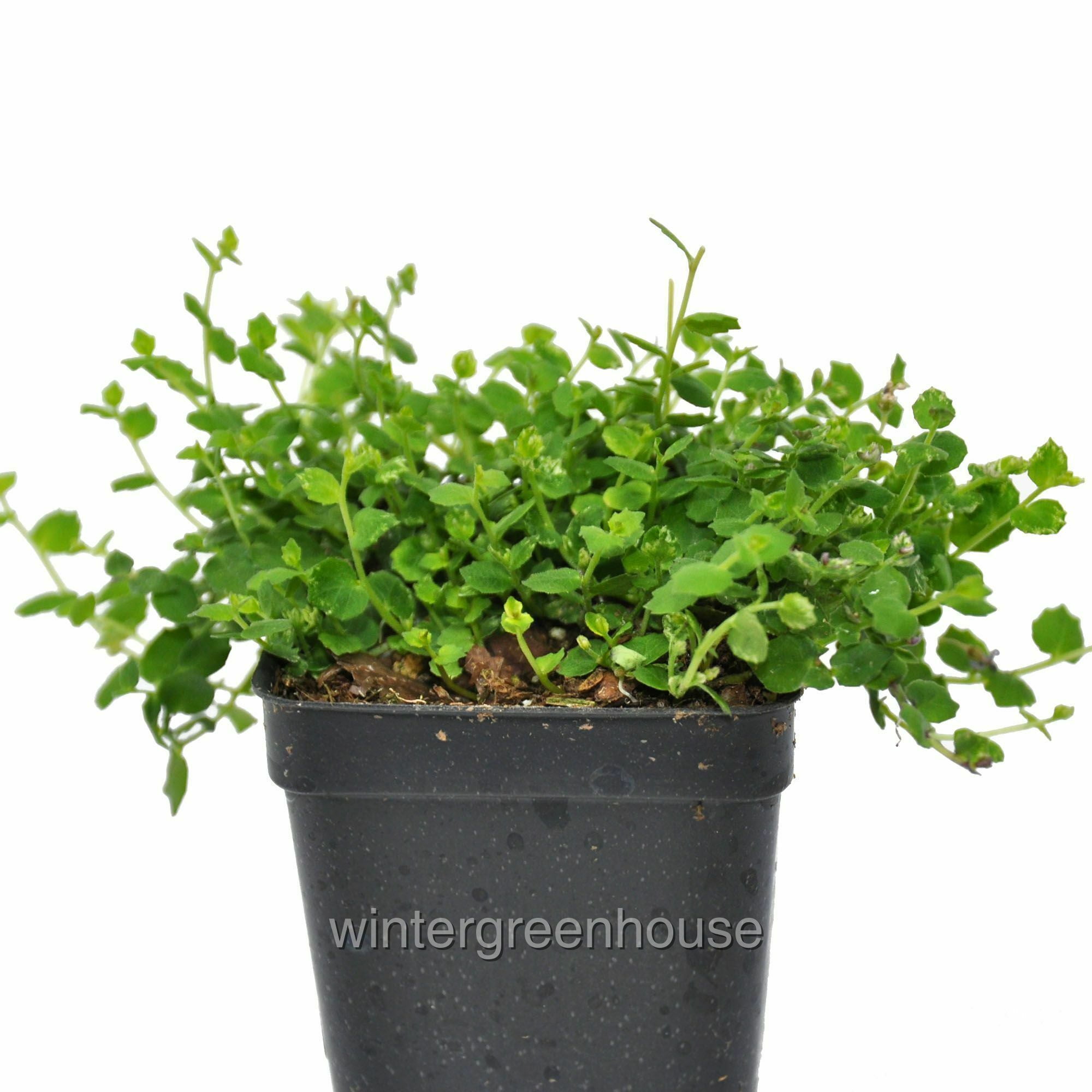 Isotoma Fluviatilis, Blue Star Creeper - Pot Size: 3" (2.6x3.5 ...